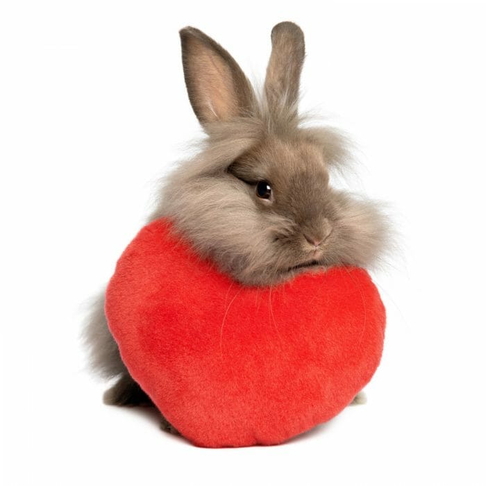 10 idées cadeaux pour l anniversaire de son lapin