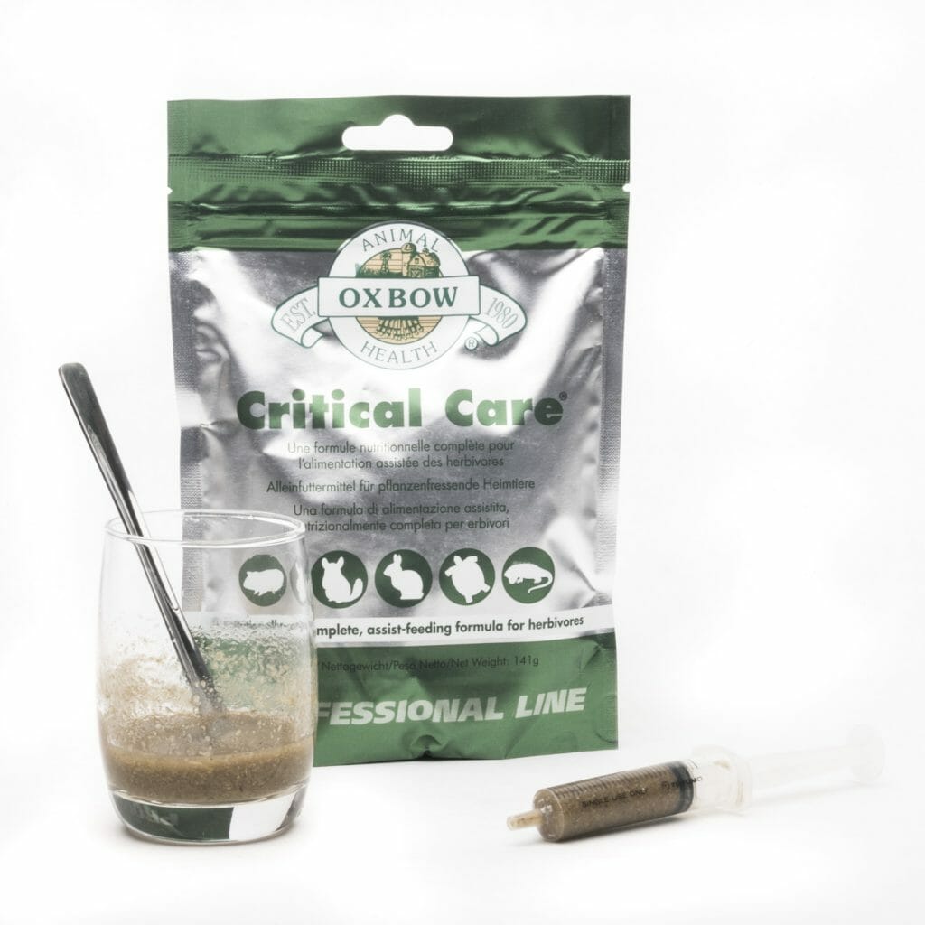 Rabbits: emergency tips in case of a GI stasis - Rabbits World