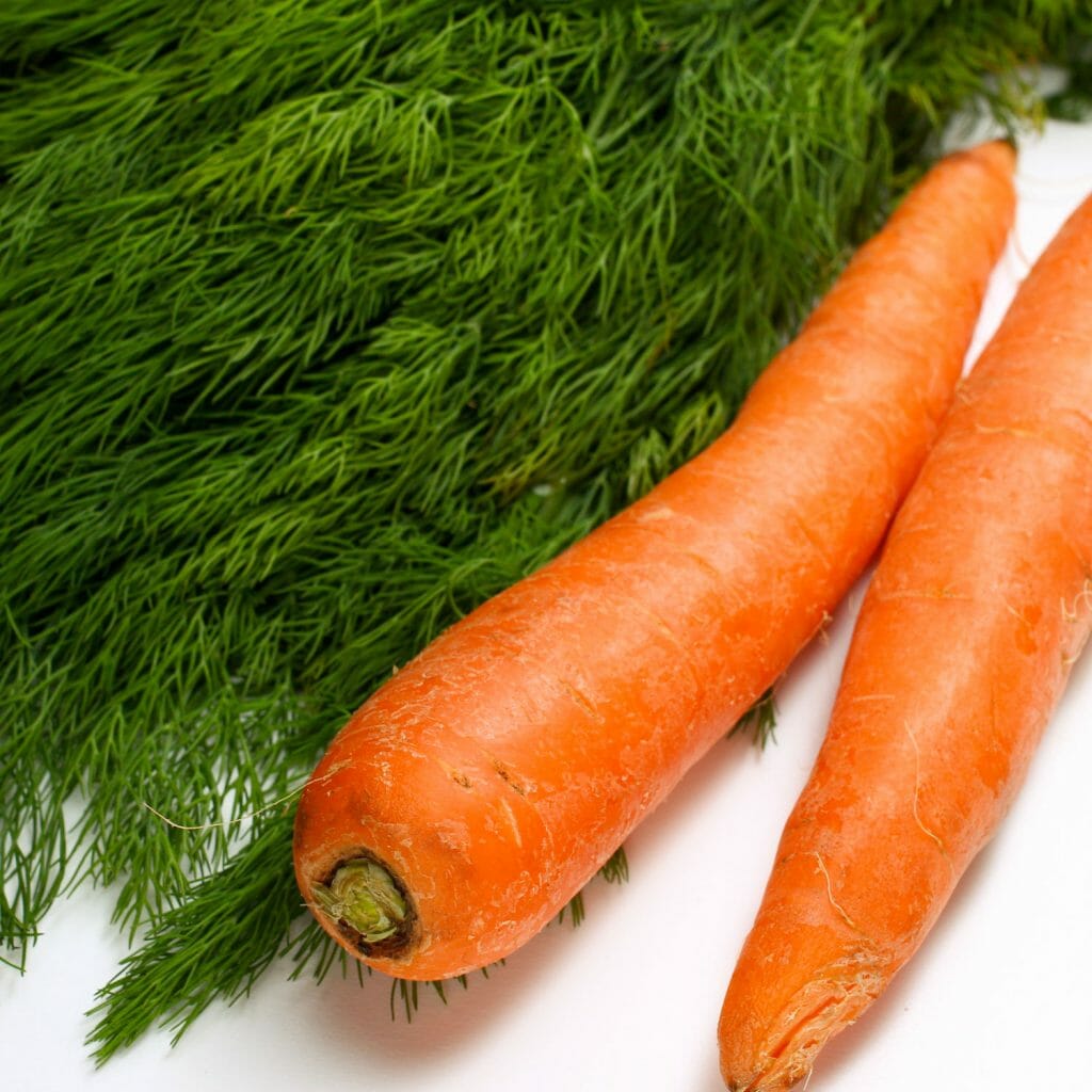 Papaya Support de chez Oxbow- Rabbits World