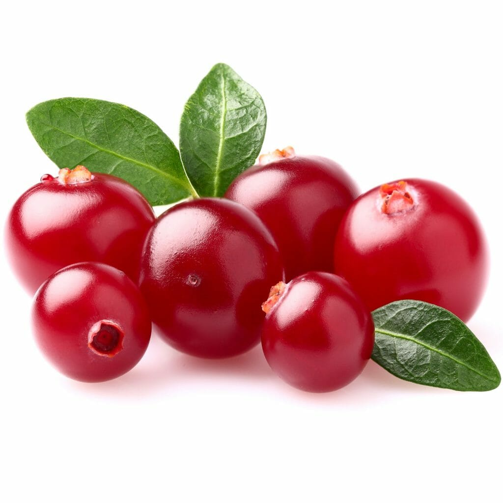 Papaya Support de chez Oxbow- Rabbits World