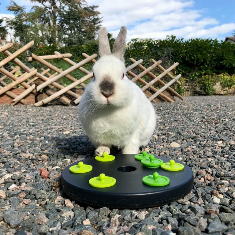 10 idées cadeaux pour l anniversaire de son lapin