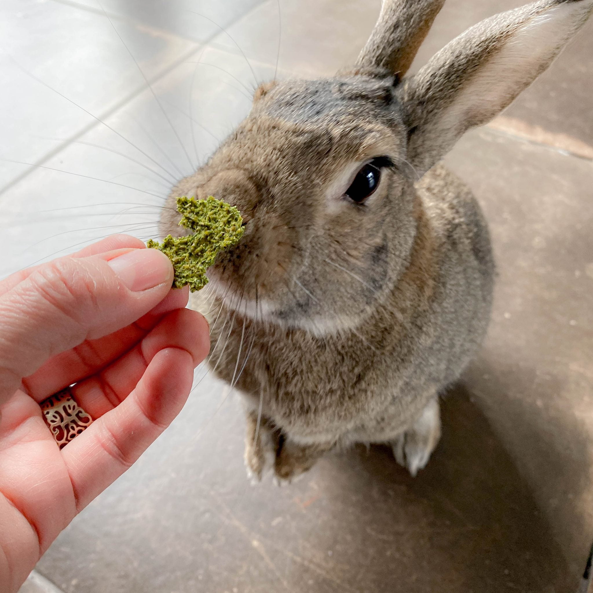 Or à lapin — Rabbits World