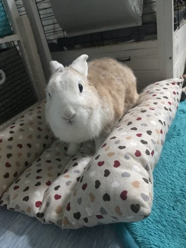 Roll N Flop ou coussin pour les siestes des lapins-Rabbits World