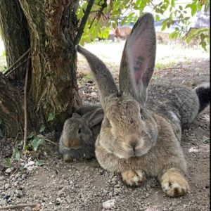 Le lapin géant des Flandres : manuel complet
