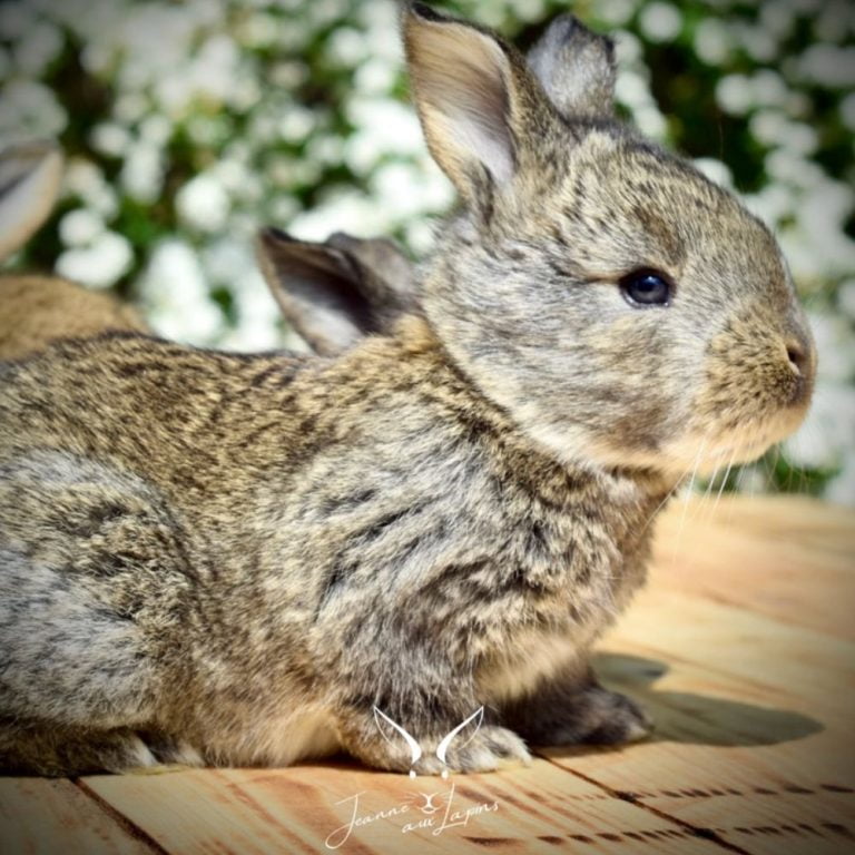 Accueillir son premier lapin : le guide complet