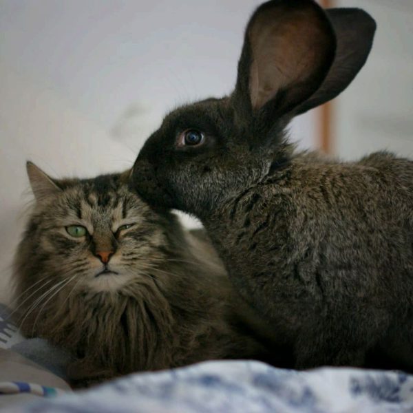 Le lapin géant des Flandres : manuel complet