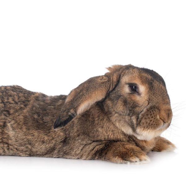 Guide complet du lapin bélier-Rabbits World