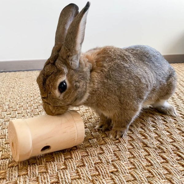 Habitat lapin : Tout savoir