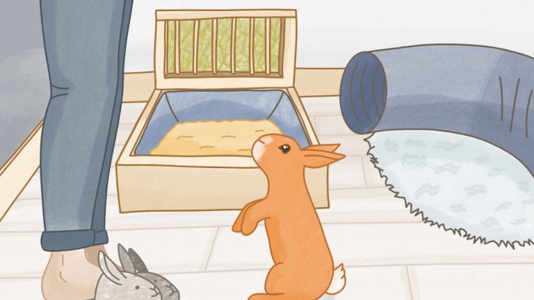 Rabbit habitat : All you need to know