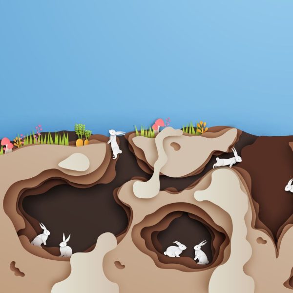 Habitat lapin : Tout savoir