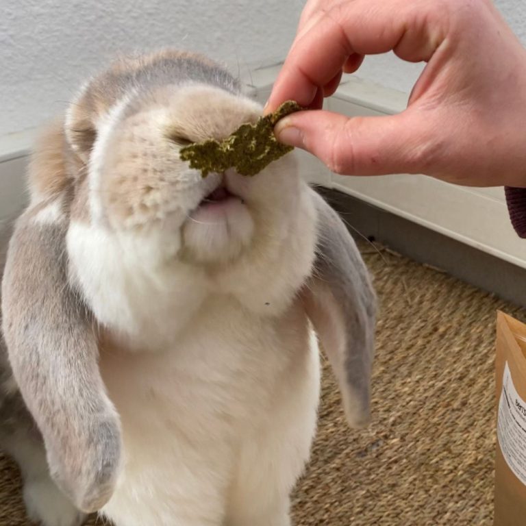 Quelles friandises donner à mon lapin ? - Rabbits World