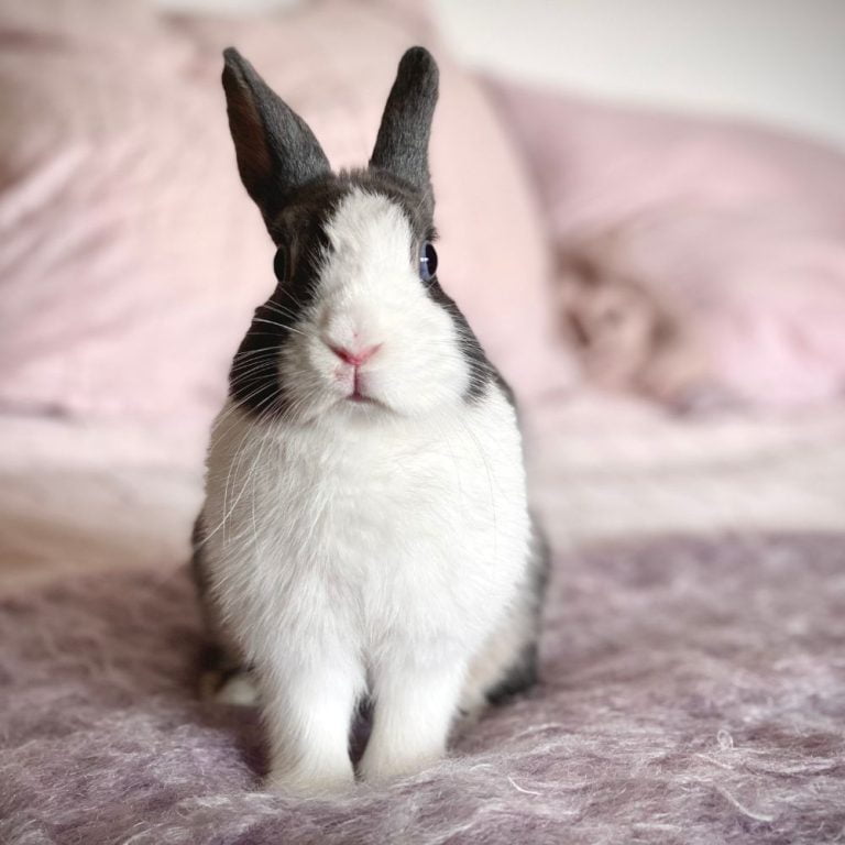 Lapin nain : comment le choyer, le comprendre et l'aimer