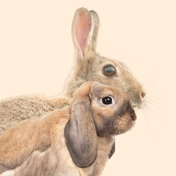 Lapins et Hypertypes - Rabbits World