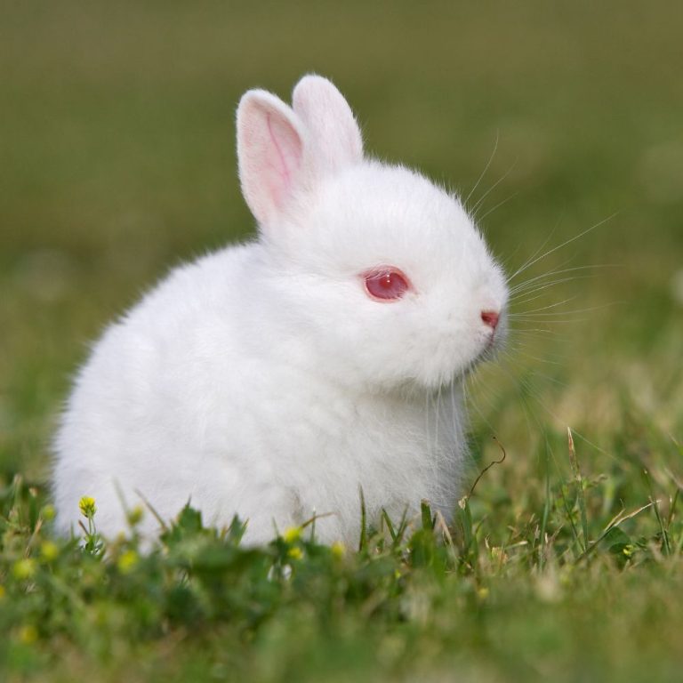 Lapin nain : comment le choyer, le comprendre et l'aimer