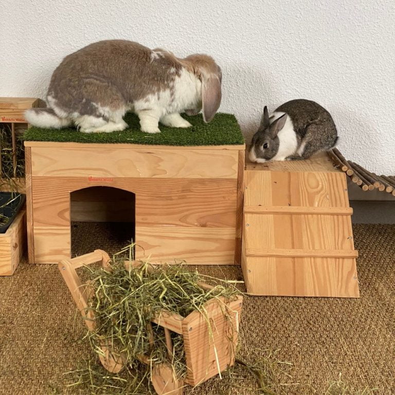 Guide complet du lapin bélier-Rabbits World
