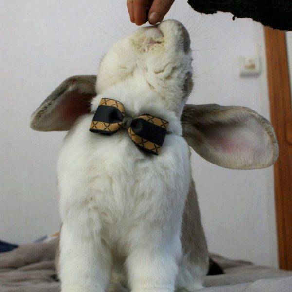 Guide complet du lapin bélier-Rabbits World