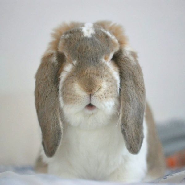 Guide complet du lapin bélier-Rabbits World