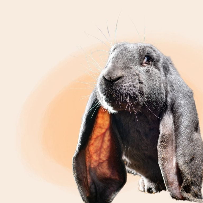 Guide complet du lapin bélier-Rabbits World