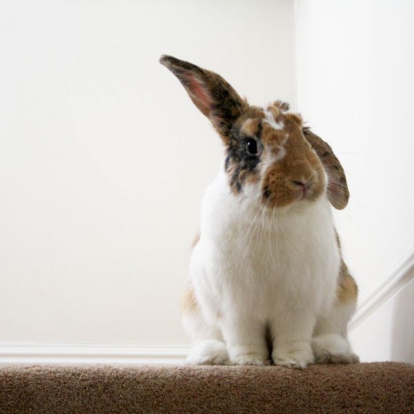 Guide complet du lapin bélier-Rabbits World