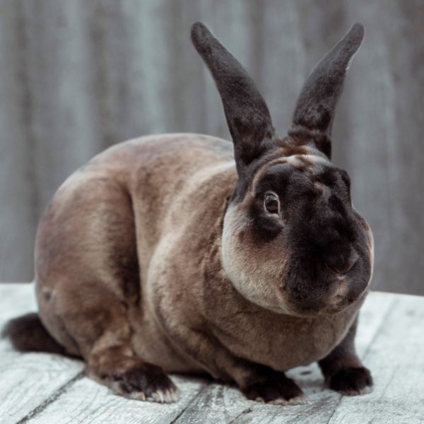 Lapins et Hypertypes - Rabbits World
