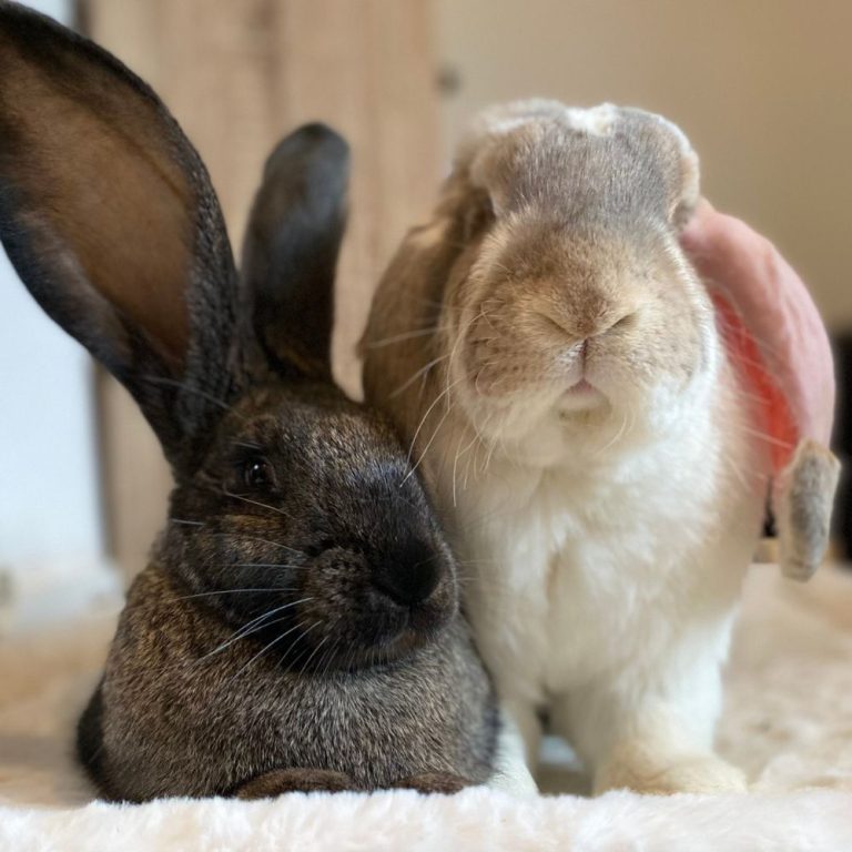 Guide complet du lapin bélier-Rabbits World