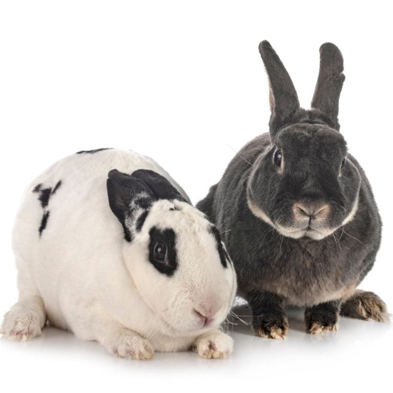 Lapin nain : comment le choyer, le comprendre et l'aimer