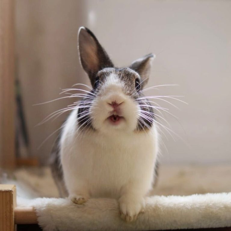 Lapin nain : comment le choyer, le comprendre et l'aimer