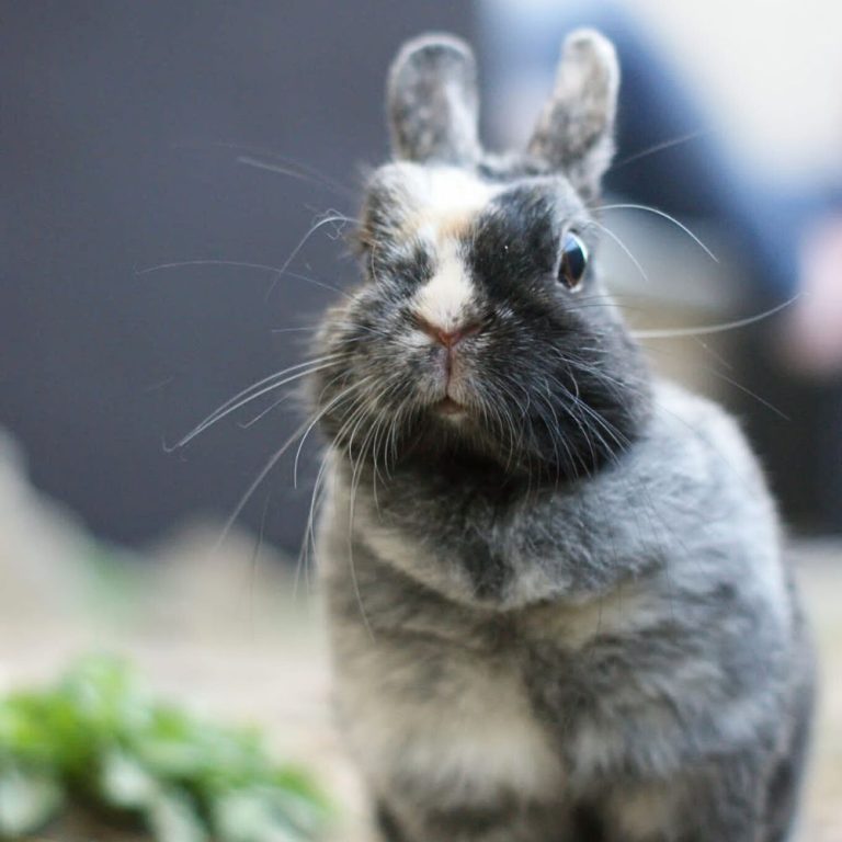 Lapin nain : comment le choyer, le comprendre et l'aimer