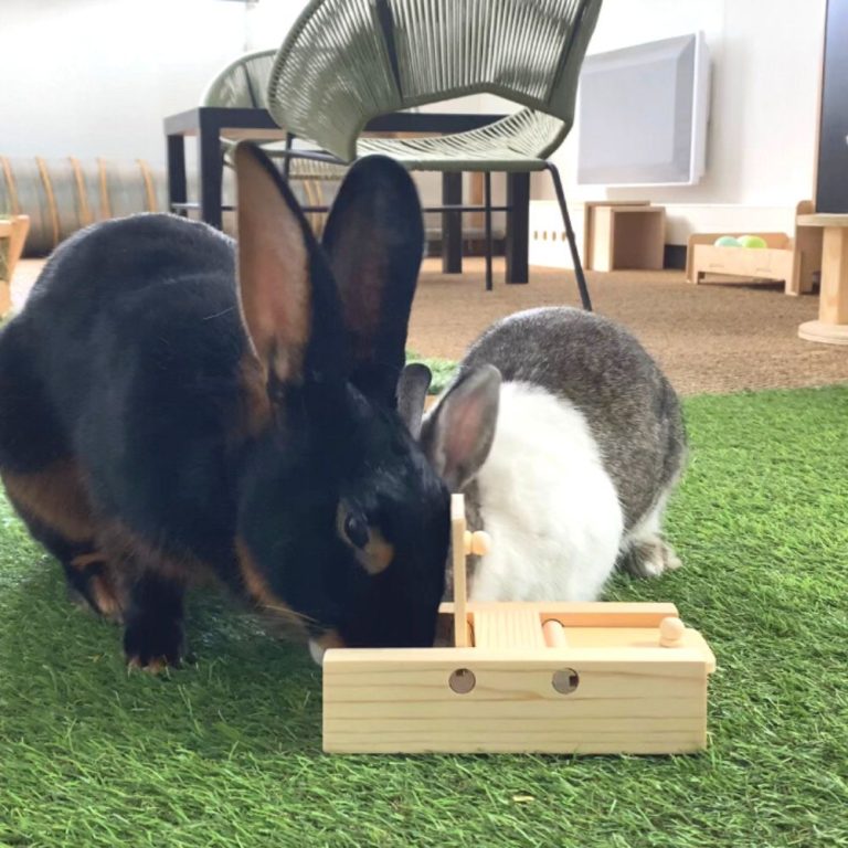 Clap Clap, jeu en bois pour lapin - Rabbits World