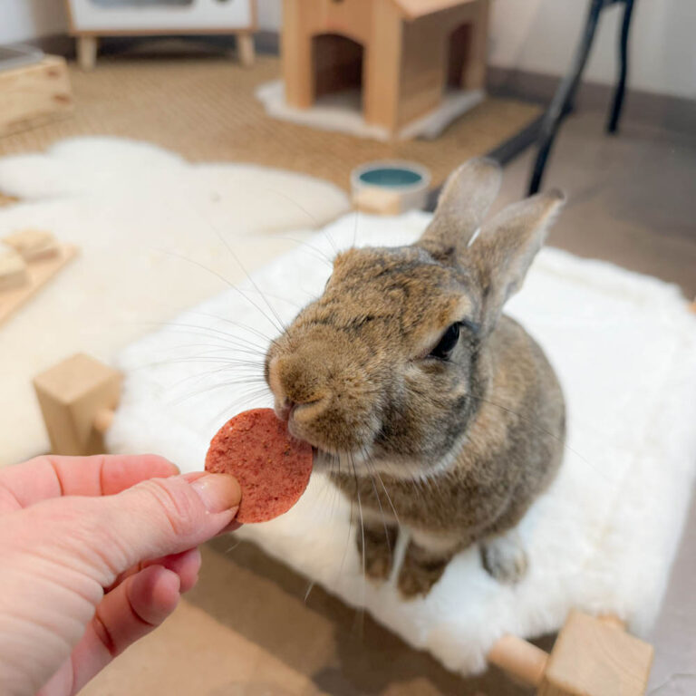 Pour le lapin — Rabbits World
